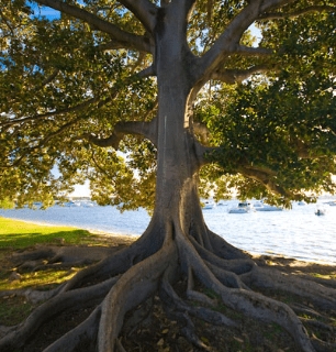 Home » Shire of Peppermint Grove